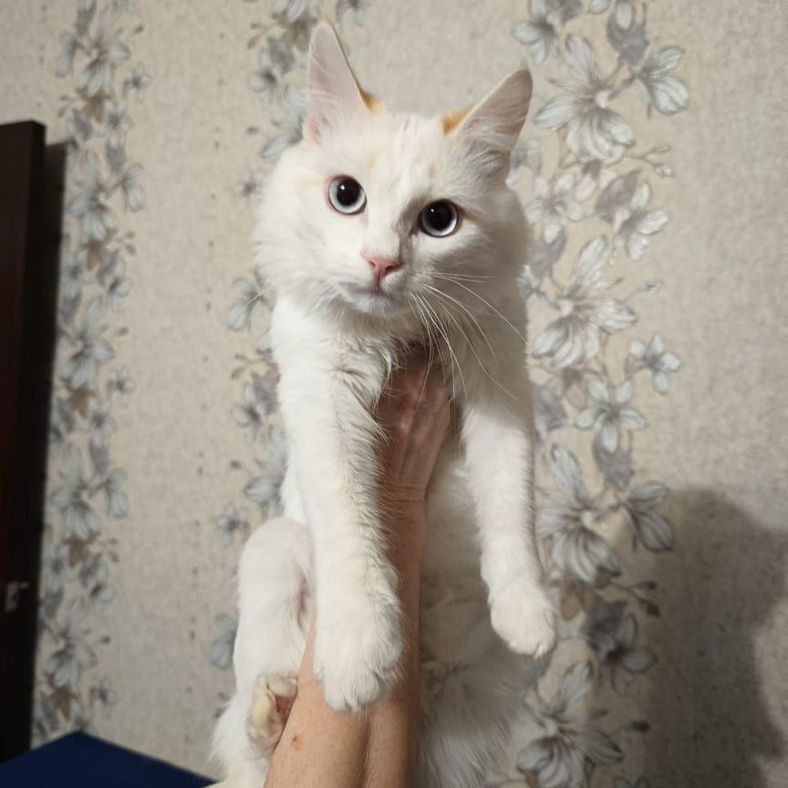 Кот в добрые руки