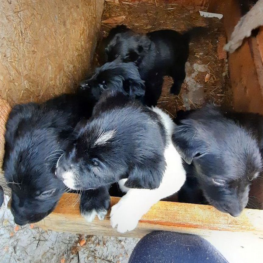 Щенок в добрые руки