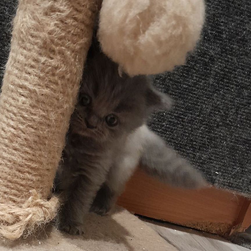 Шотландский вислоухий короткошёрстный котёнок