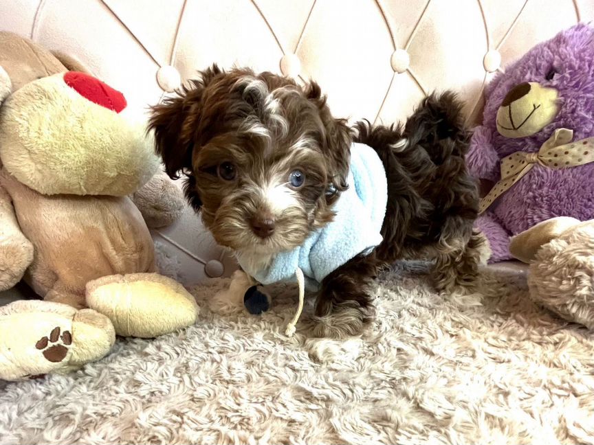 Микро малышок редкий мальтипу голубоглазик