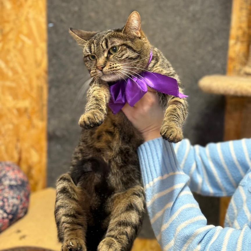 Кошки в добрые руки бесплатно