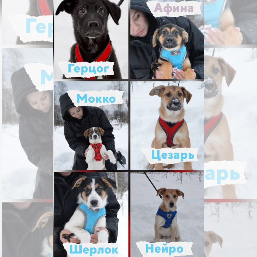 Щенок в добрые руки