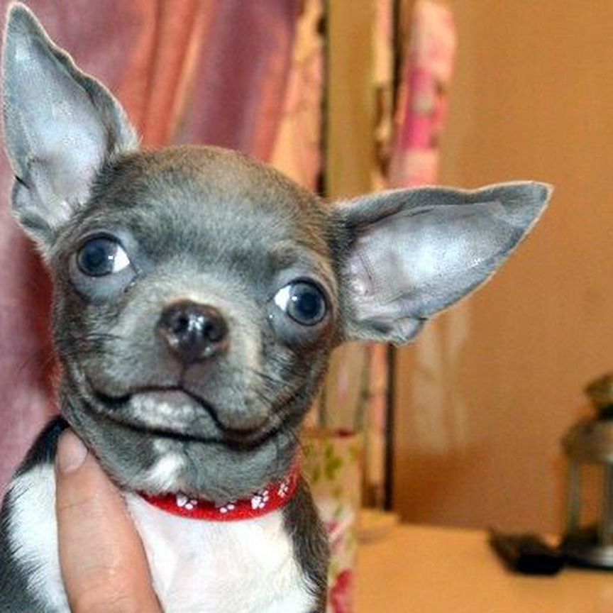 Чихуахуа, щенок