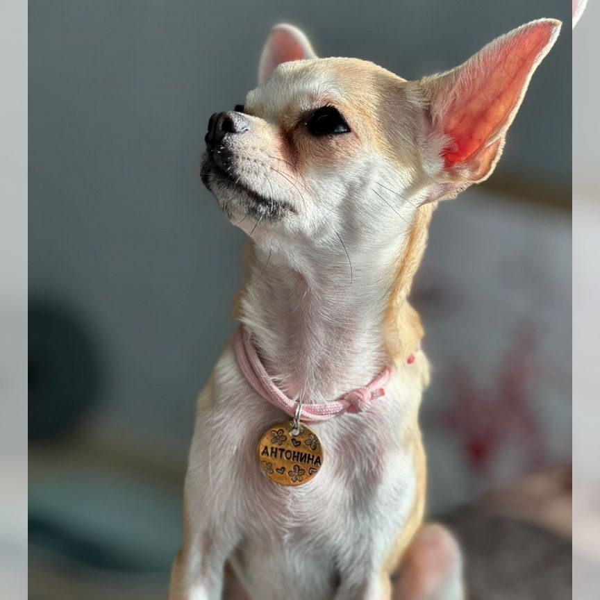 Чихуахуа, взрослая собака