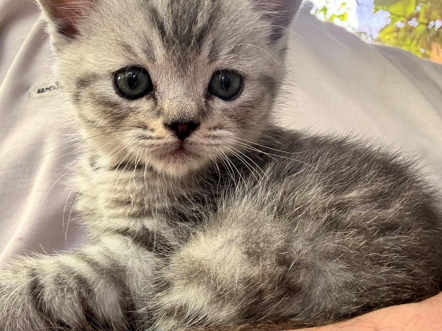 Котёнок