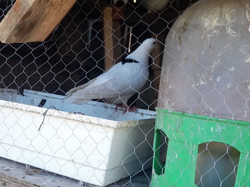 Обменяю голубей