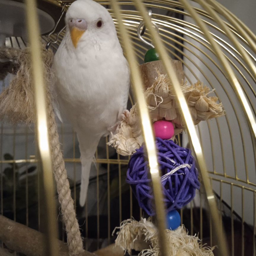 Волнистый попугай