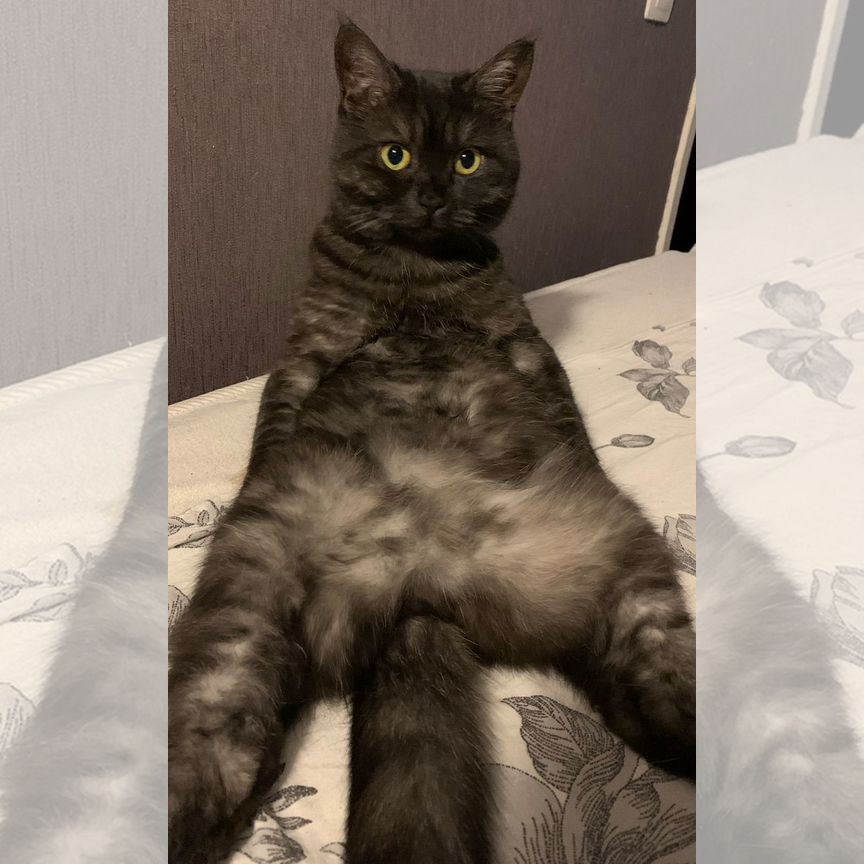 Отдам шотландскую кошку