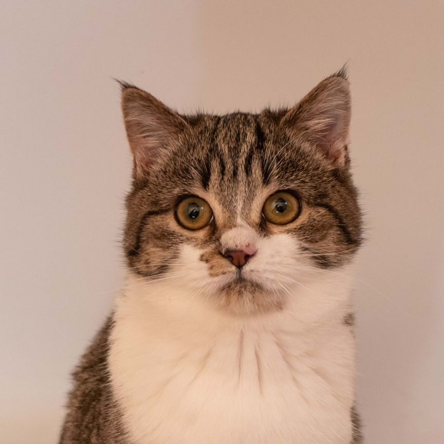 Котенок Ника в добрые руки