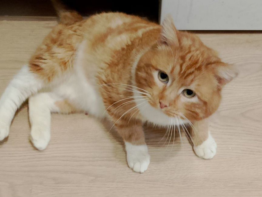 Безумно красивый котик