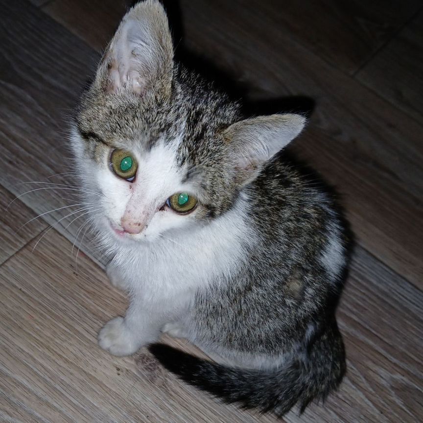 Отдам бесплатно котёнка в добрые руки