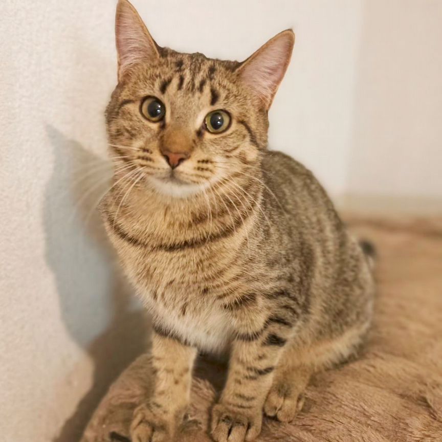 Котёнок Лана