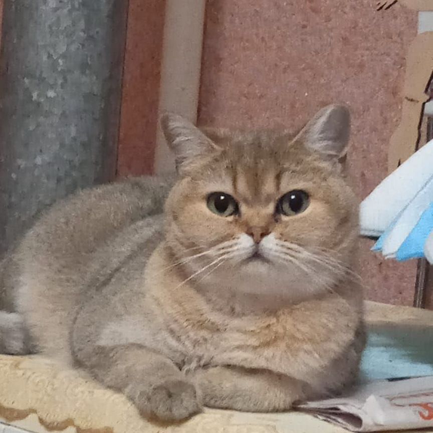 Кошка