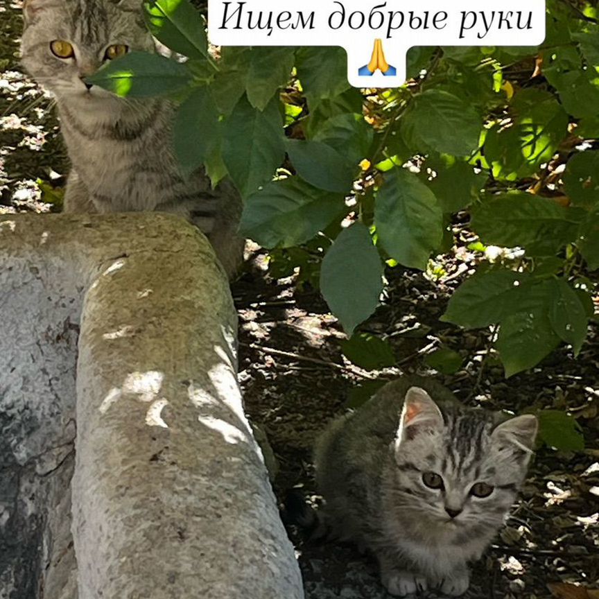 Котята в добрые руки