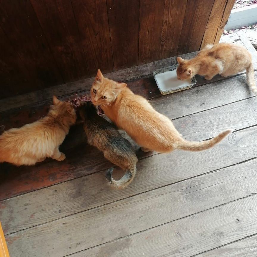 Котята