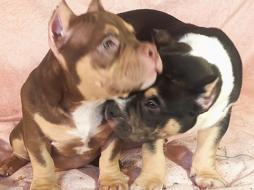 Американский булли. Шоко и черный триколоры