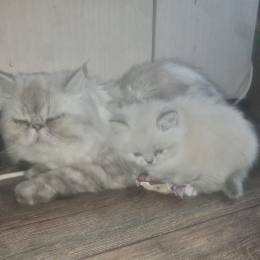 Персидский котёнок