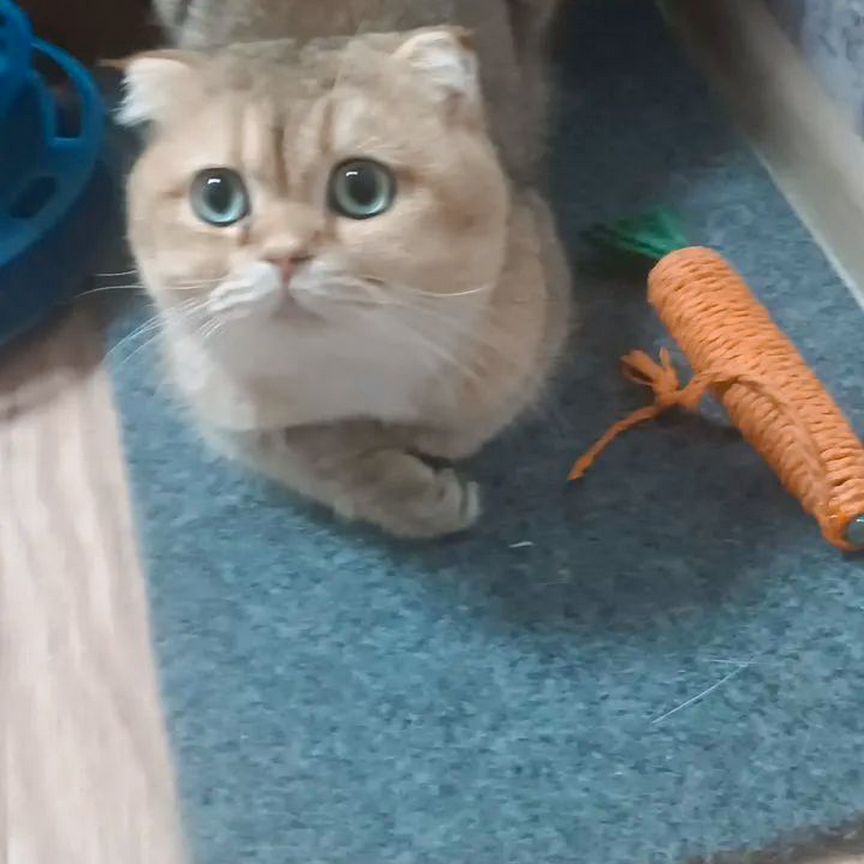 Шотландский кот на вязку