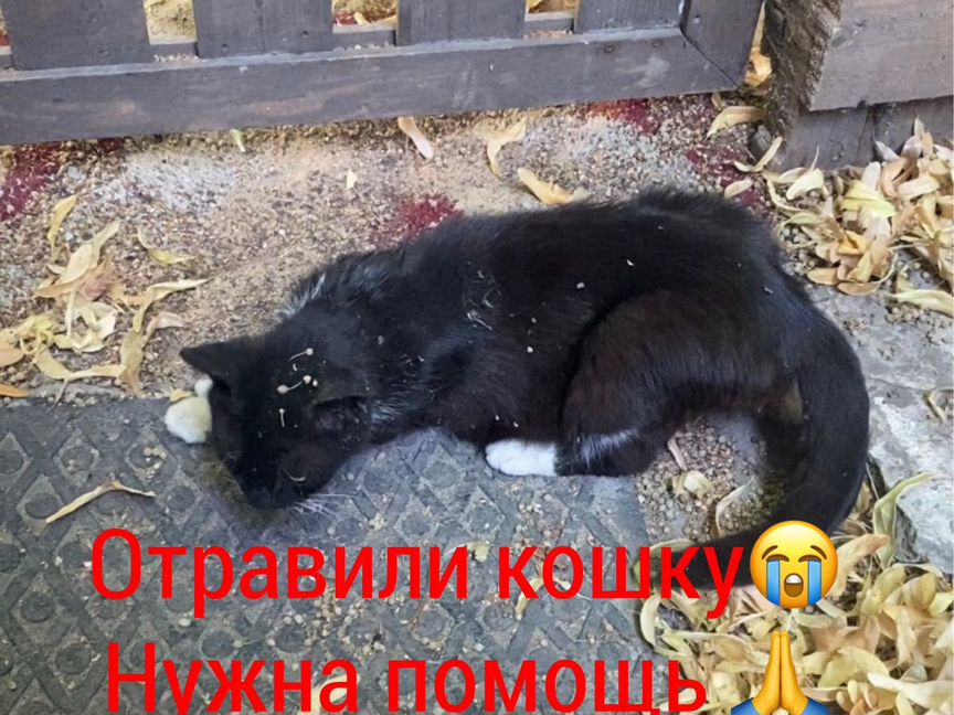 Кошку отравили(Нужна помощь