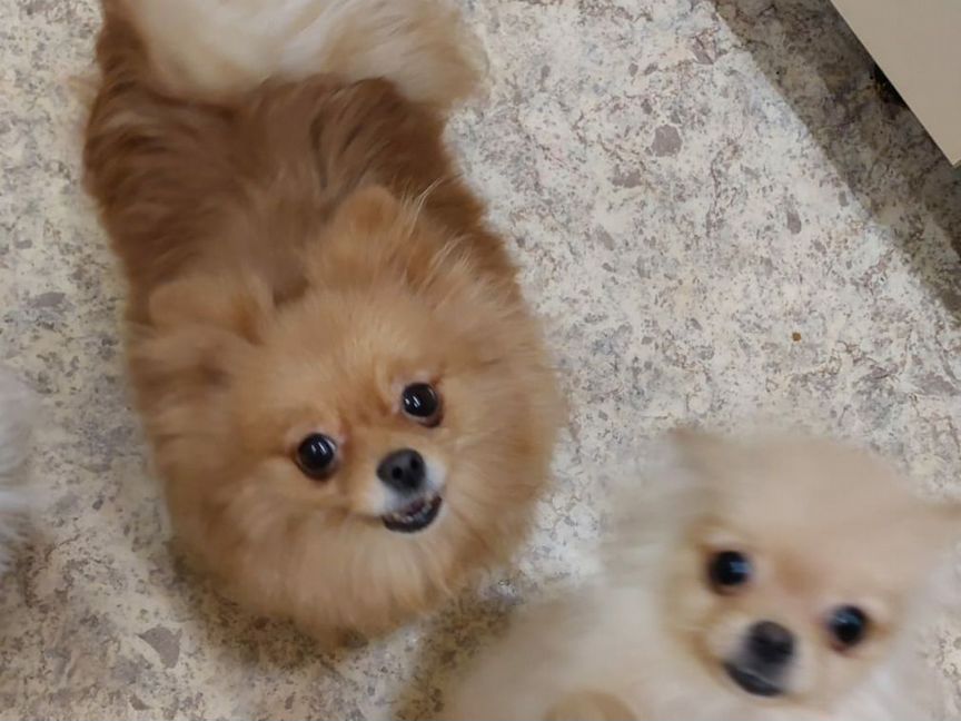 Померанский шпиц