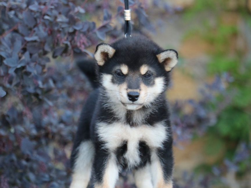 Девочка сиба шиба ину