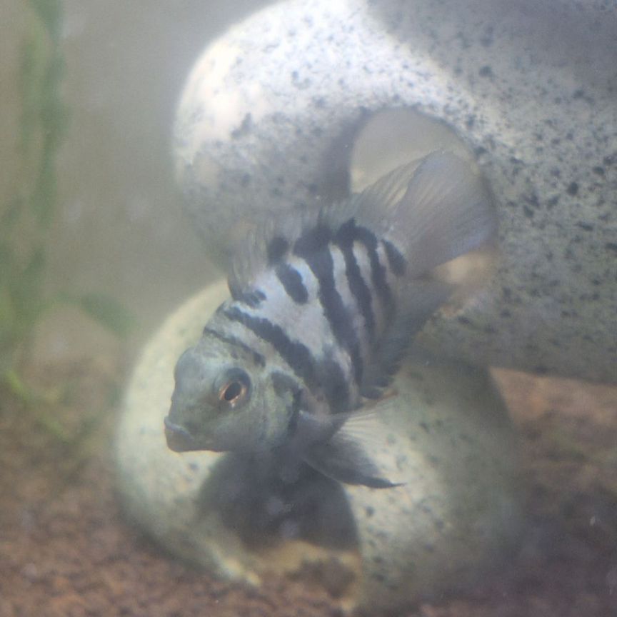 Сапфировый попугай