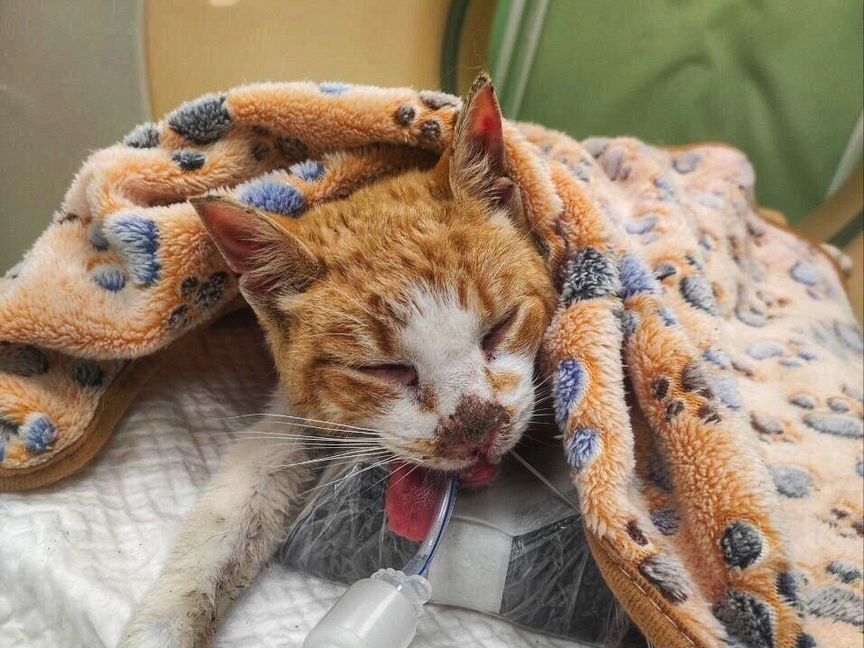 Рыжуле нужна помощь