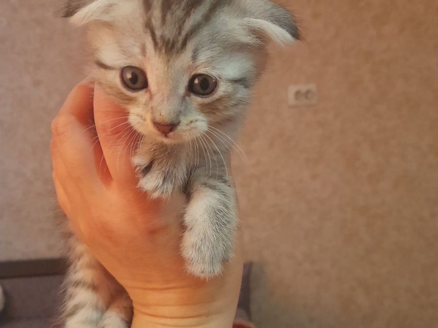 Шотландские вислоухие мраморные котята