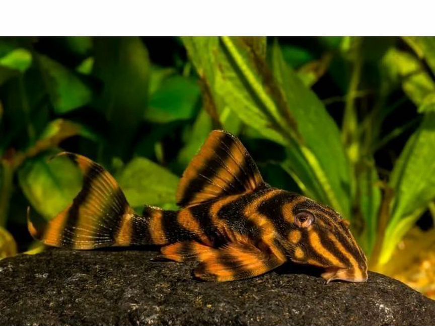 Сом красная зебра