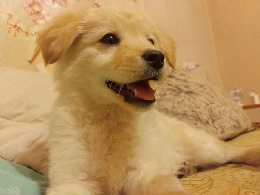 Отдам бесплатно собаку