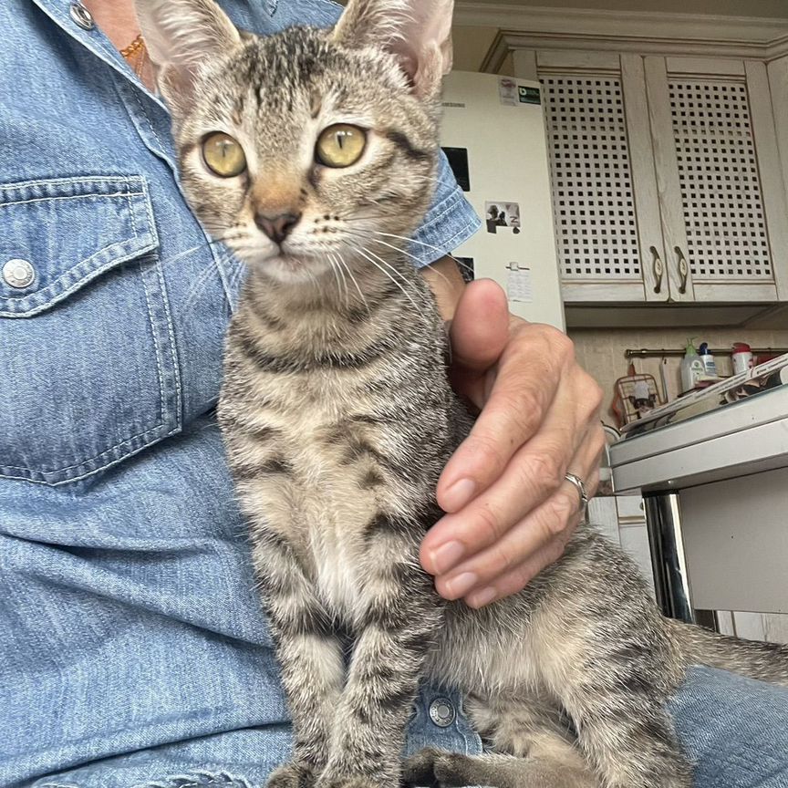 Котята в добрые руки девочки