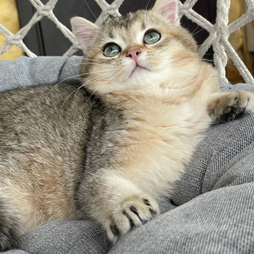 Шотландский прямоухий короткошёрстный котёнок