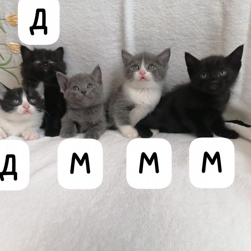 Котята