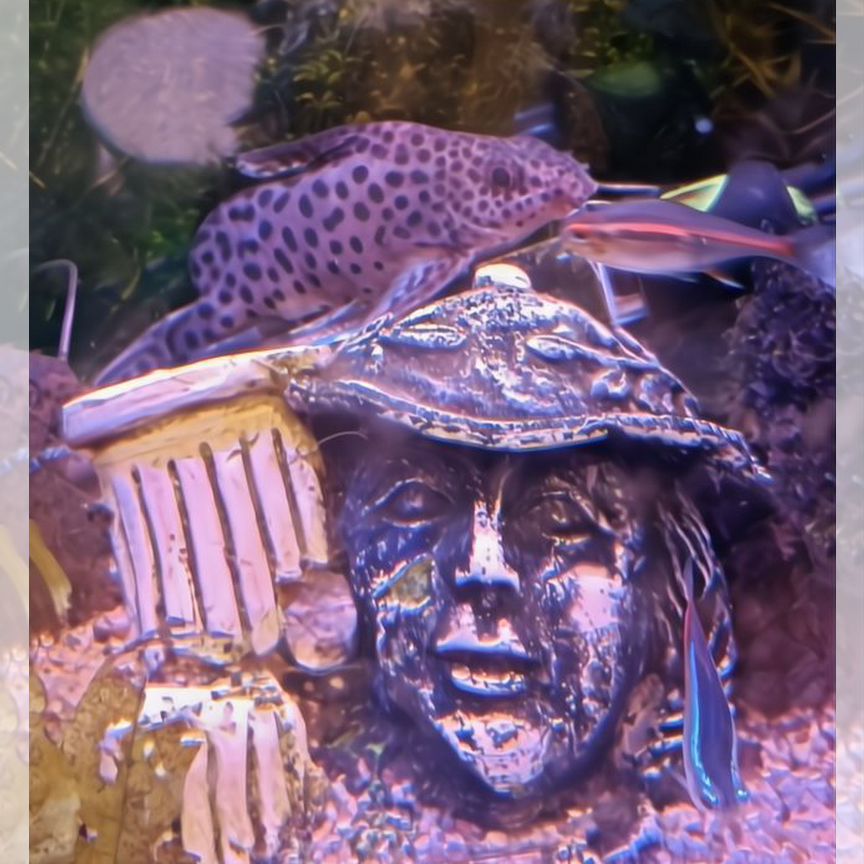 Сом Синодонтис(перевертыш)