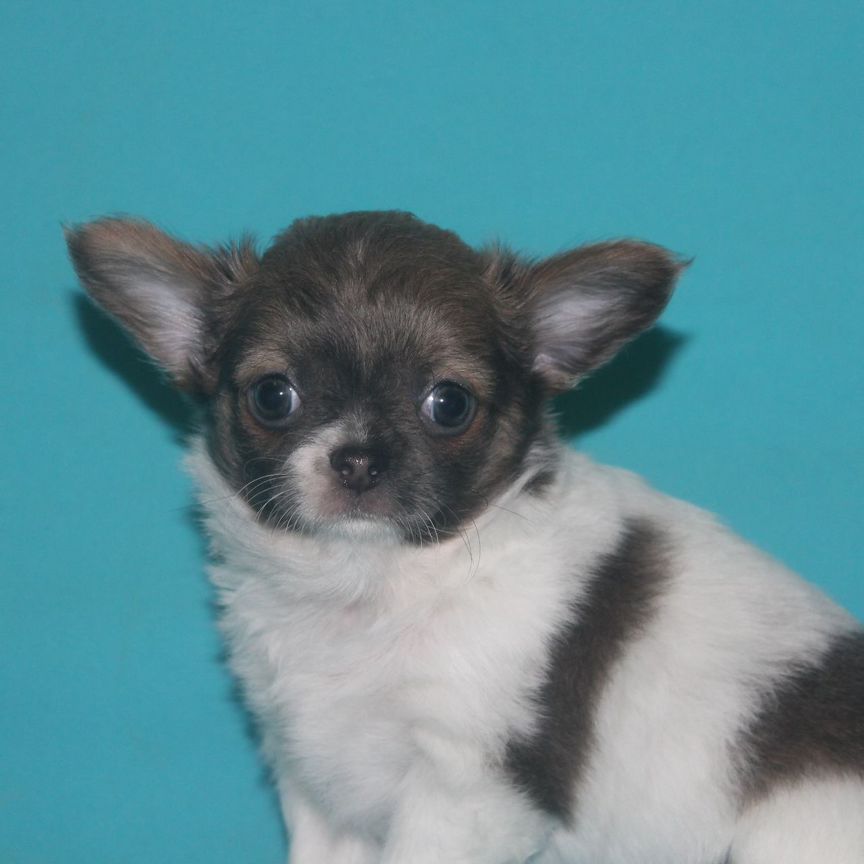 Бело-голубая красотка