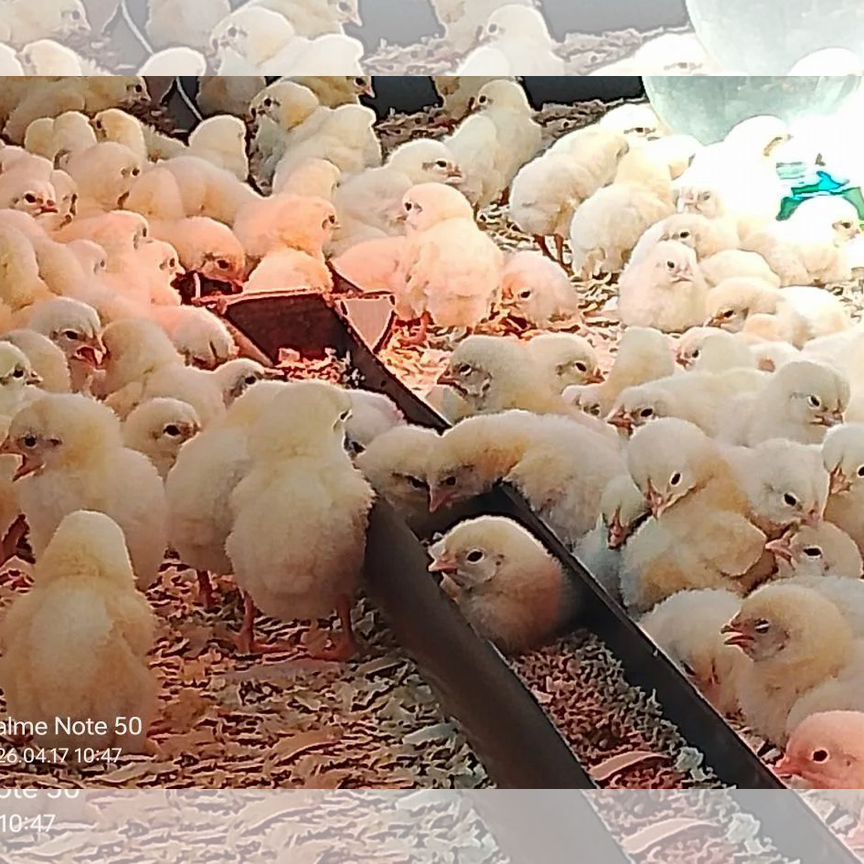 Цыплята бройлеры