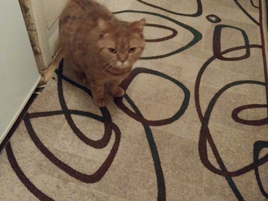 Ищем дом для молодой кошки