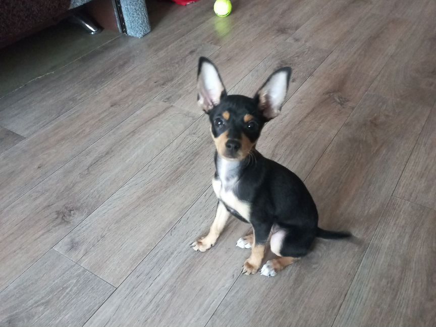 Продам той-терьера