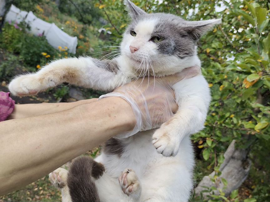 Кошка