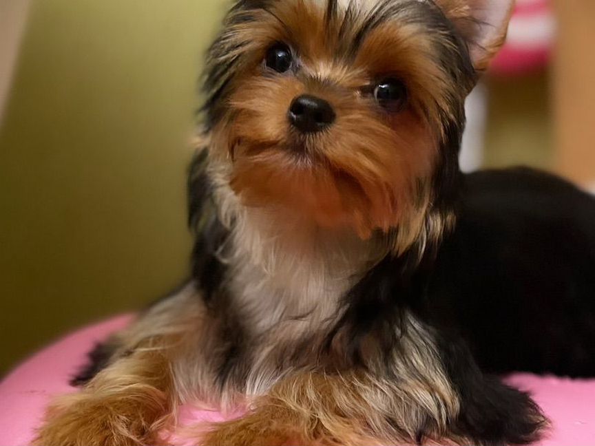 Некрупная яркая девочка