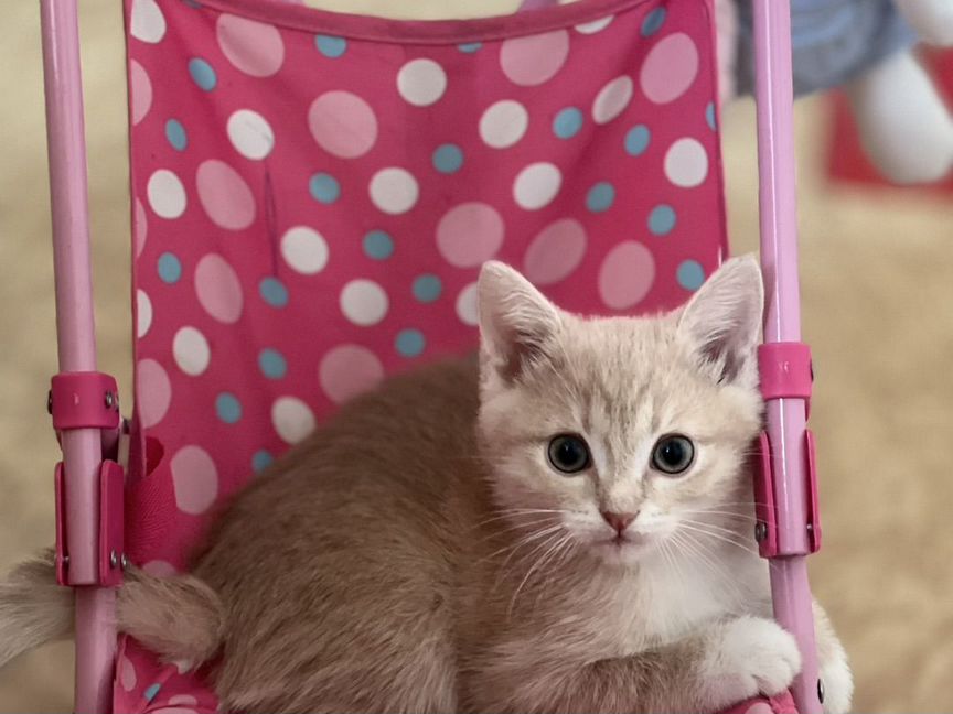 Котенок