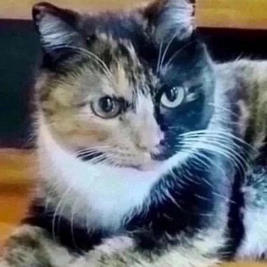 Нужен дом, кошка сирота