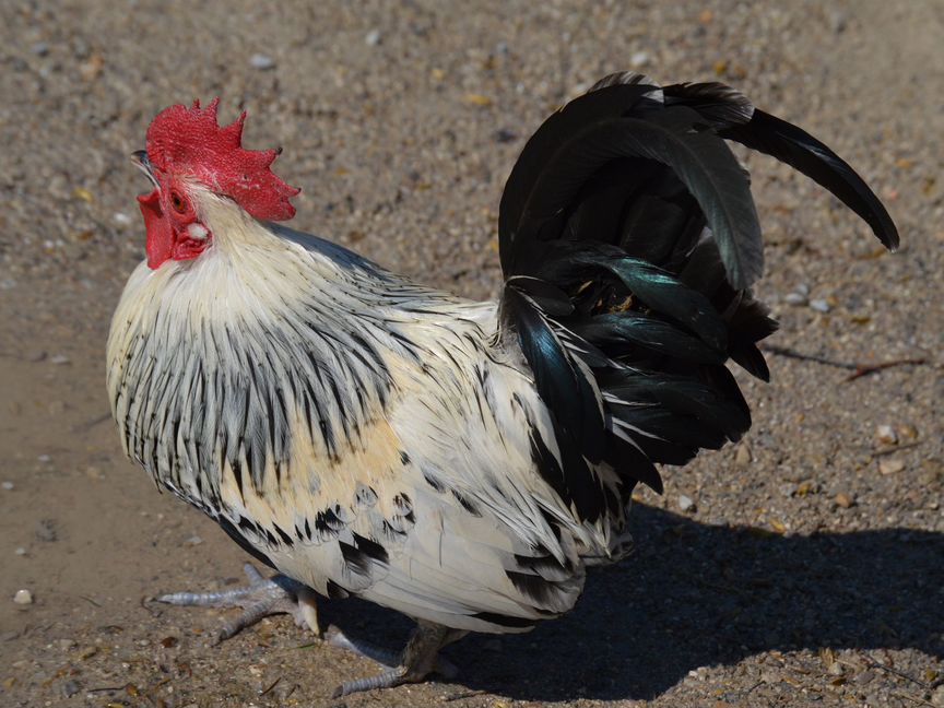 Продаю молодых деревенских петухов