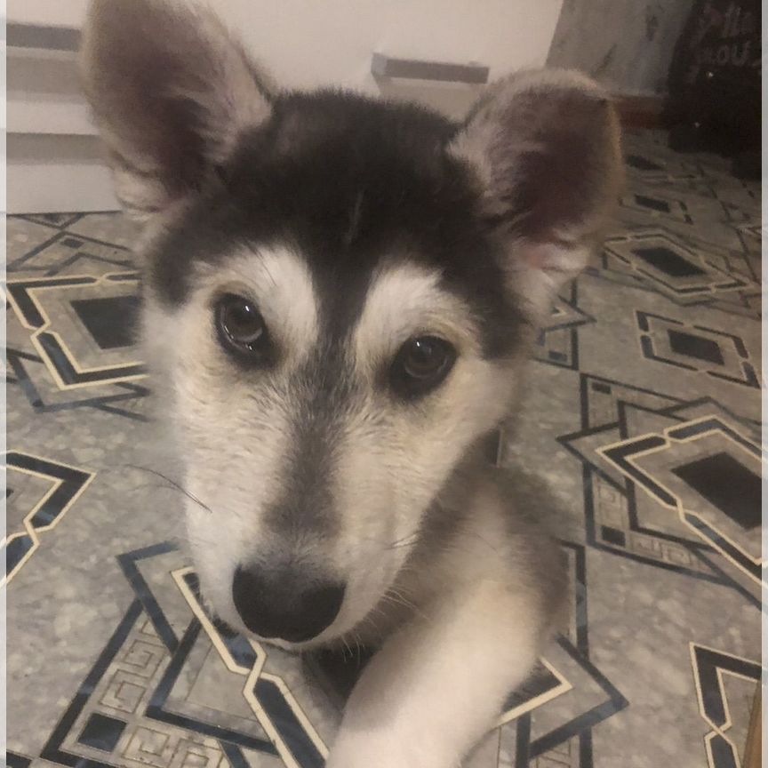 Сибирский хаски, щенок
