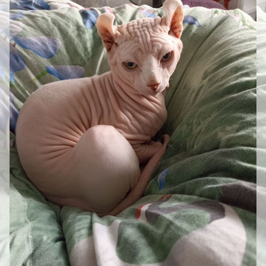 Вязка с котом сфинкс эльф