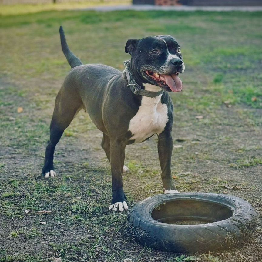 Стаффордширский терьер в добрые руки