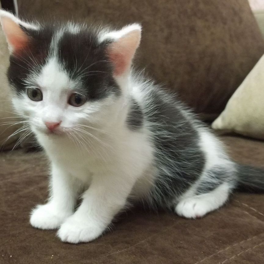 Котёнок в добрые руки