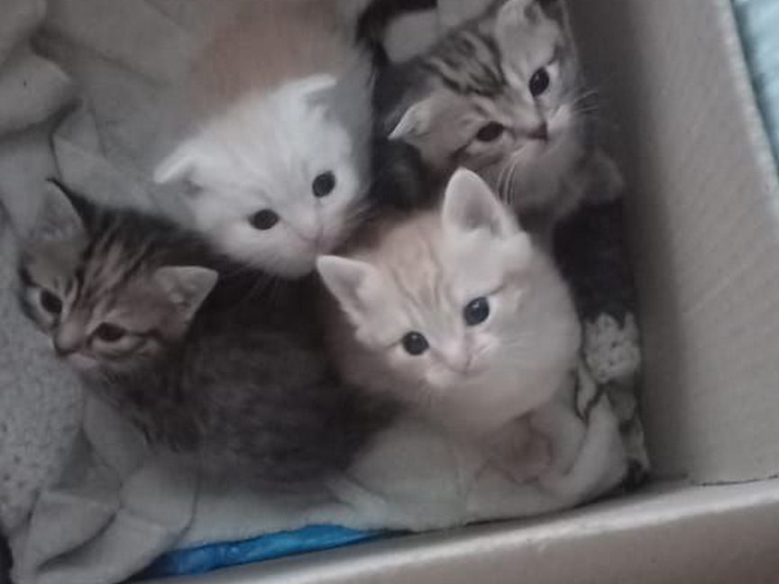 Шотландские котята