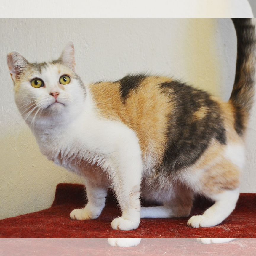 Взрослая кошка в добрые руки