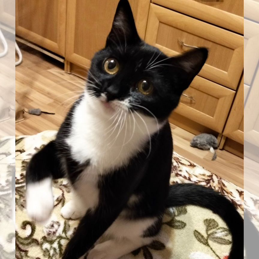 Котёнок в добрые руки